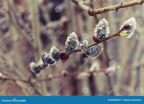 The Trees Wake Up After Winter In Rain Stock Image Image Of Wake Environmental 86809947