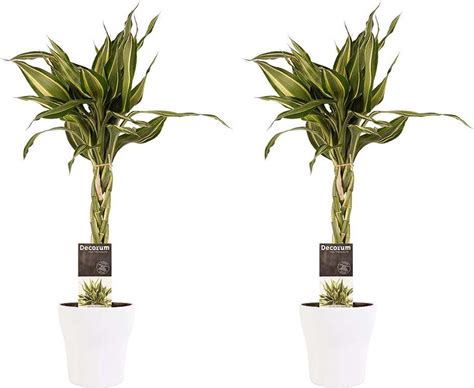 Lucky Bamboo Gids Hoe Te Groeien En Te Verzorgen Voor Dracaena