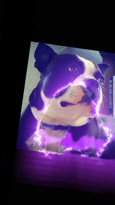 Rizz Dog Edit Youtube