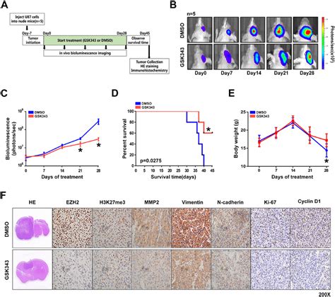 Gsk343 Inhibits Glioma Tumorigenesis And Invasiveness In Vivo A The