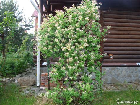 Жимолость каприфоль опора для нее (62 фото) » НА ДАЧЕ ФОТО