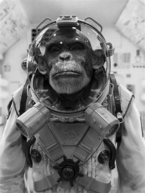 Bad Ass Space Monkey Myconfinedspace