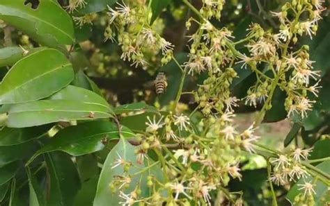 蜜蜂采花蜜的原因及过程 蜜蜂知识 酷蜜蜂