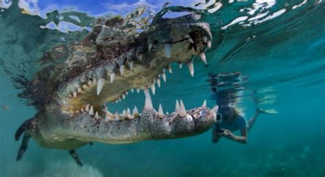 Един крокодил в опасна близост Любопитно Новини Бг