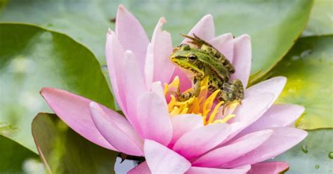 Georgia Cowie On Linkedin Why Do We Care About Frog Sex