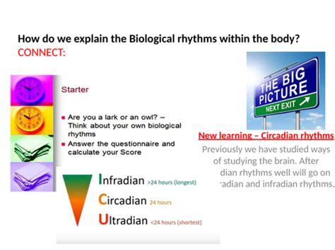 Biopsychology Biological Rhythms Circadian Rhythms A Level Psychology Paper 2 Teaching