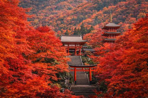 Japan Autumn Foliage Guide Tokyo Fall Colors Shrine Routes