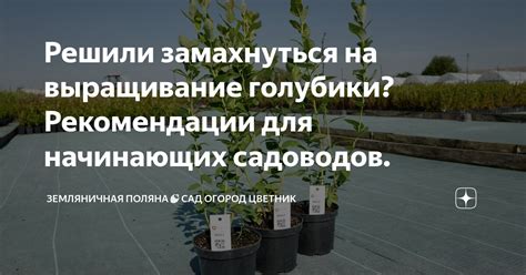 Решили замахнуться на выращивание голубики Рекомендации для начинающих садоводов Земляничная