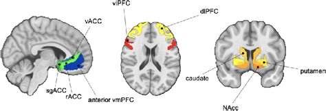 Fronto Striatal Regions Of Interest Rois Abbreviations Nacc
