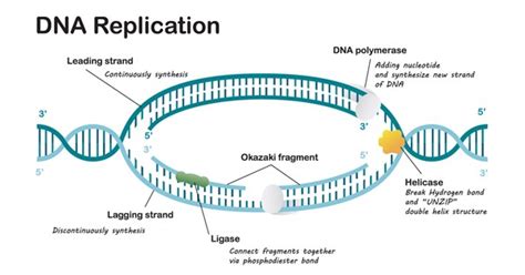 Pyrophosphate Dna Replication