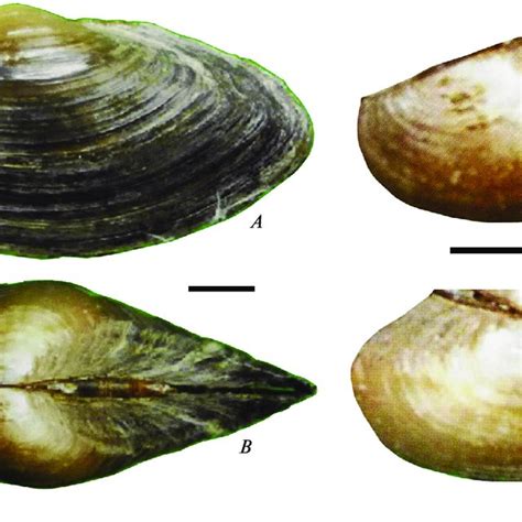 PDF Taxonomy And Diversity Of Freshwater Bivalve Mollusks Mollusca Bivalvia Of China Based