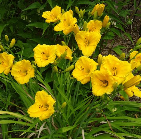 Stella De Oro Daylily Jandj Garden Center