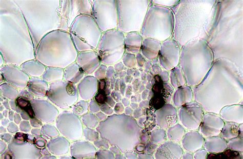 Endodermis Endodermis