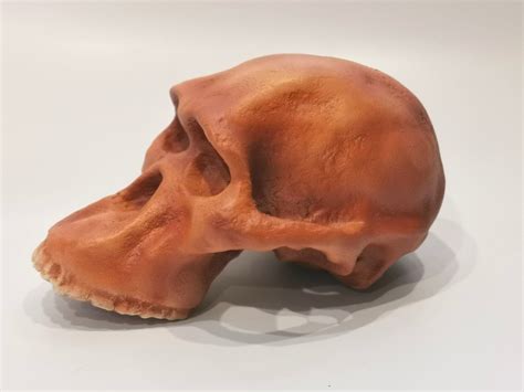 Australopithecus Africanus Skull Replica Full Size 3d Printed Etsy