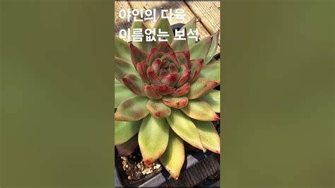 따뜻하면 보석이 되는 아이 ~ 빈예서 파종이 실생 다육 다유기 다육이 다육식물 반려식물 다육판매 다육이판매 다육이키우기 다육인스타그램 매혹이 청주