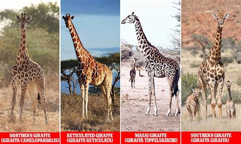 Four Distinct Species Of Giraffe Not One Identified By Scientists