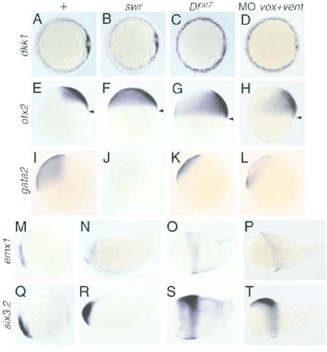 Distinct Neural Patterning Phenotypes In Bmp2bswr Mutants And Embryos Download Scientific