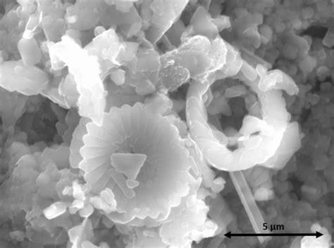 Scanning Electron Photomicrograph Of A Chalk Sample From Estreux