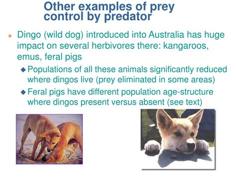 Ppt Predator Prey Interactions Lecture Content Powerpoint