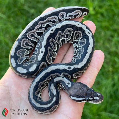 Black Pastel Vpi Axanthic Ball Python By Portuguese Pythons Morphmarket