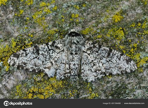 Peppered Moths