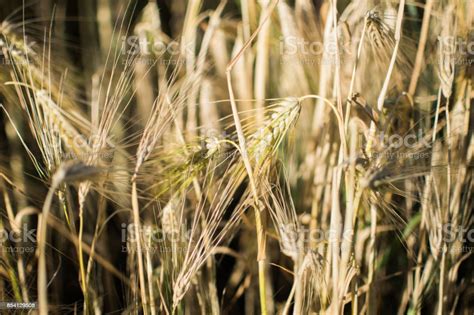밀 필드입니다 황금 밀의 귀 닫습니다 아름 다운 자연 일몰 풍경입니다 빛나는 햇빛 아래 농촌 풍경입니다 초원 밀 필드의 귀를 숙성의 배경입니다 풍부한 수확 개념 0명에 대한