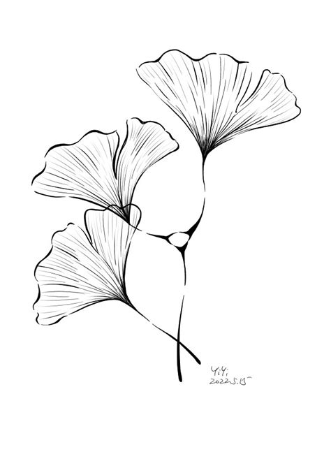 控笔训练 45 100。银杏 工具：procreate 笔刷：工作室画笔 单线 素材来自：小红书 Procreate 黑白线描 手绘插画 黑白装饰画 绘画临摹 植物花卉