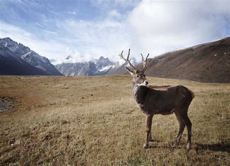 Caribou And Reindeer Facts Pictures And Information