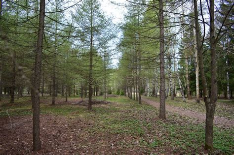 Birch Grove Coniferous Alleys Straight Rows Of Trees Pine Trees