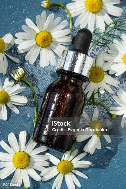 피펫과 카모마일 꽃이있는 파란색 배경에 물방울이있는 화장품 병 물에 대한 스톡 사진 및 기타 이미지 물 방울 스파 온천 Istock