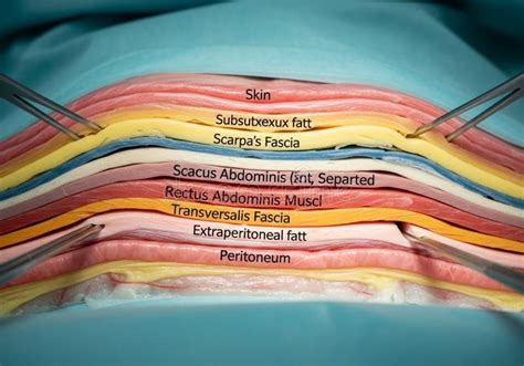 Scarpas Fascia Layers
