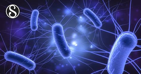 Isolation And Characterization Of A Bacteriophage That Hosts On Avian