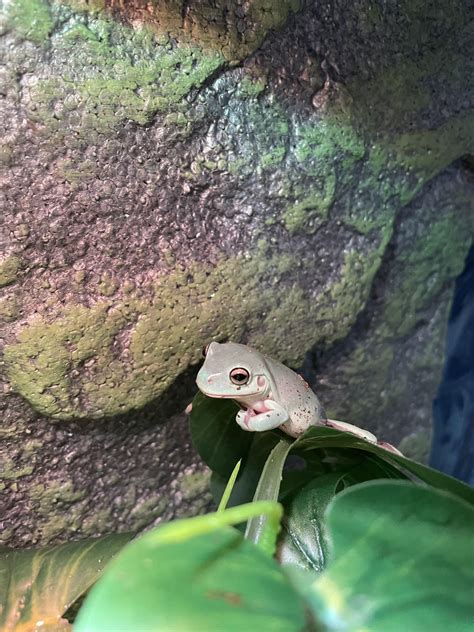 Help Me Name My Dumpy Frog Frogs