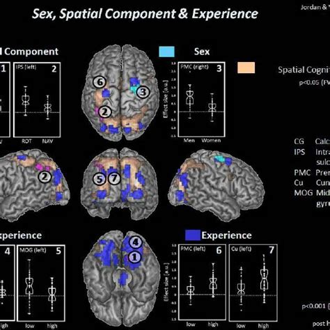 Spatial Cognition Network And Modulating Factors Spatial Component Download Scientific