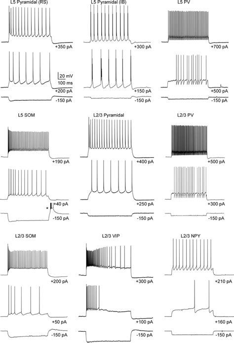 Intrinsic Properties Of Pyramidal Cells And Interneurons In Barrel Download Scientific Diagram