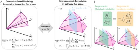 Schematic Illustration Of The Metabolic Cbm Formulation And A Download Scientific Diagram