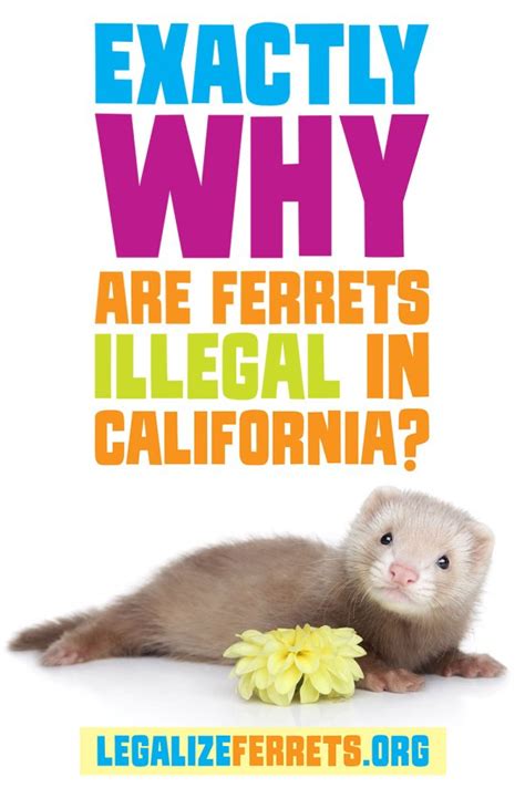 Why Exactly Are Ferrets Illegal In California Legalize Ferrets