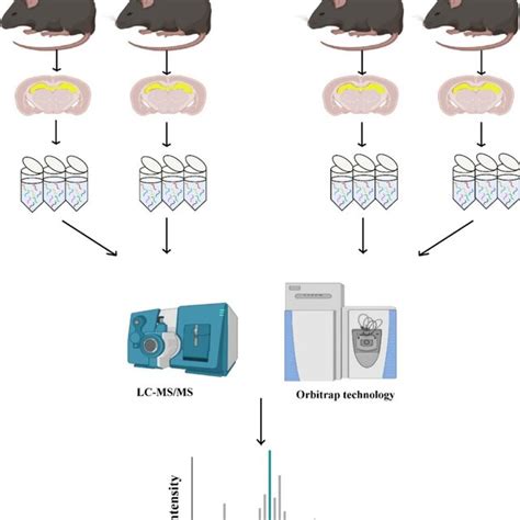 Experimental Design Of A Quantitative Phosphoproteomics Analysis Used Download Scientific