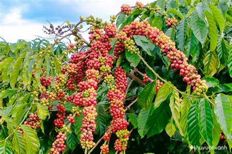 L Ch S Du Nh P C Y C Ph V O Vi T Nam