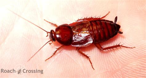 Red Goblin Roach Roach Crossing
