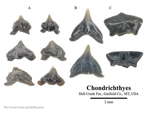 Hell Creek Sharks Cretaceous The Fossil Forum