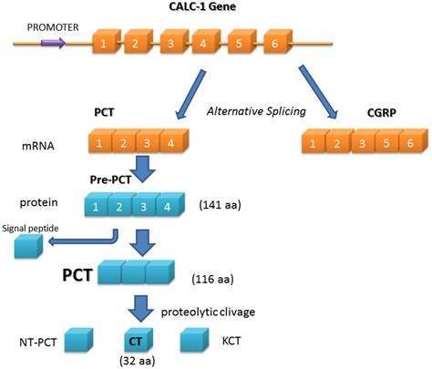 What Is A Procalcitonin Lab Test For At Claude Martinez Blog