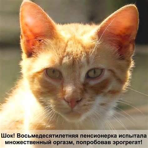 самые милые коты Postimages