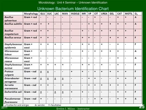 Microbiology Organism Identification Chart Minga