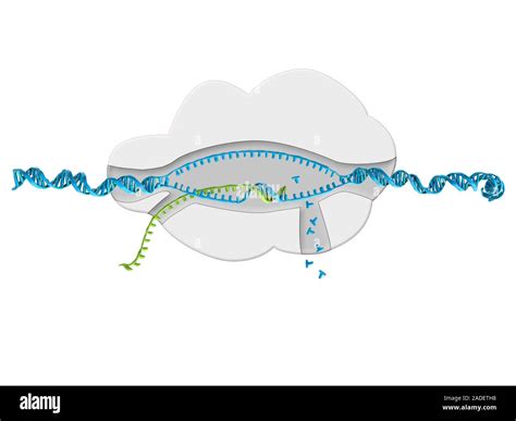 Dna Transcription Illustration Of The Process Of Transcription Of Dna Deoxyribonucleic Acid