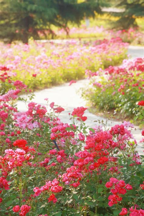 Discover Yantai On Twitter Yantai Botanical Garden In The Summer