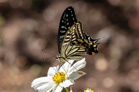 일본 지바 현 후나바시 시에 코스모스와 스 왈 로우 테일 나비 10월에 대한 스톡 사진 및 기타 이미지 10월 9월 가을 Istock