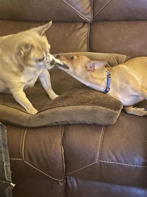 Roxy And Sammy Scrolller