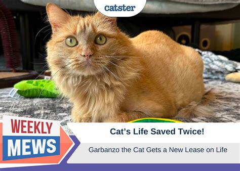 What Are Cat Feet Called 8 Cute Nicknames Catster
