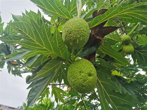 ต้นไม้ ผลไม้ ใบใหญ่ สาเก สาเก ทุเรียนปราจีนบุรี
